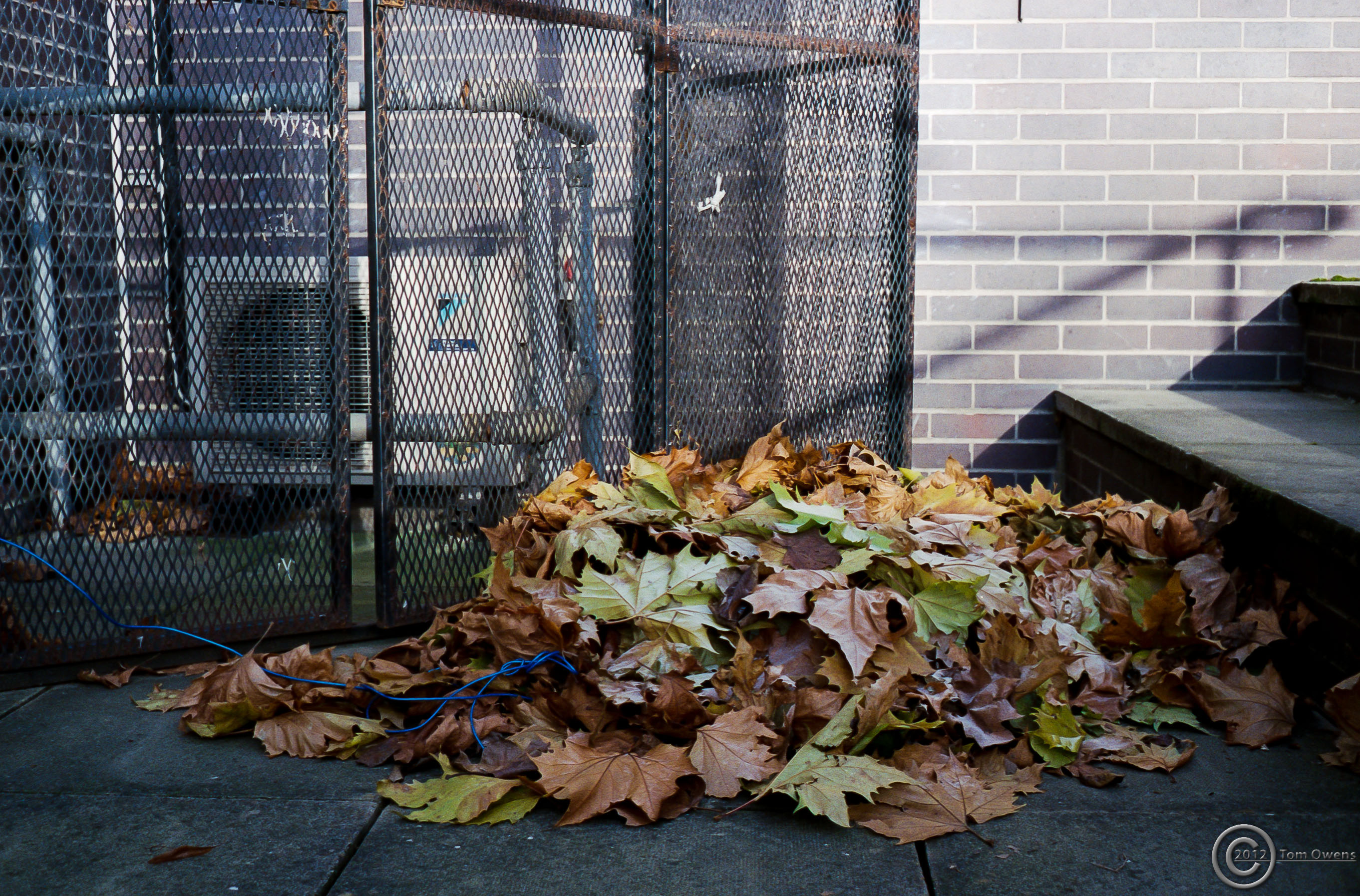 mesh – Mindful Snapshots